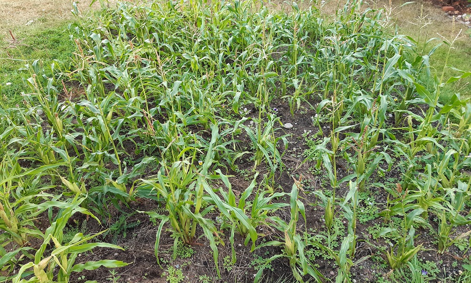 Henrik Norbecks odlingsblogg